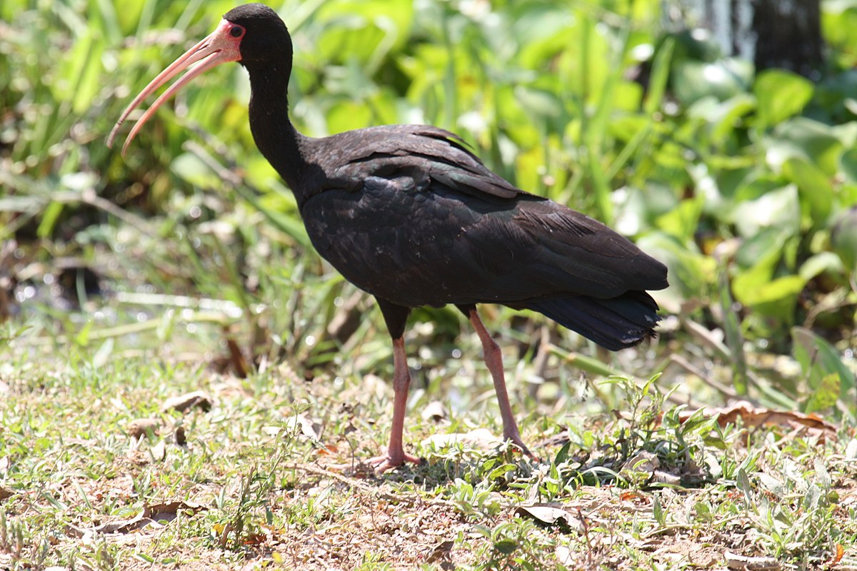 Qué aves tienen el pico encorvado y dónde se encuentran