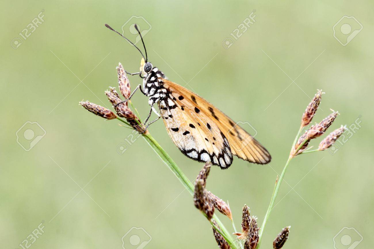 Cómo puedo saber si una mariposa está enferma o muriendo