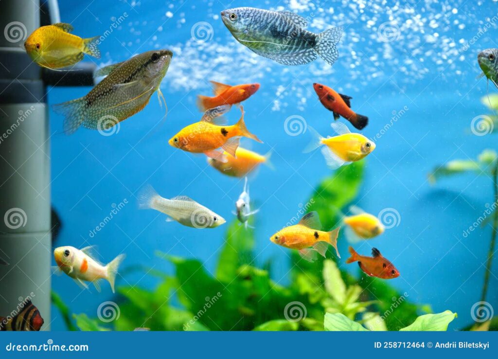 Qué Datos Interesantes Sobre los Peces Pueden Aprender los Niños
