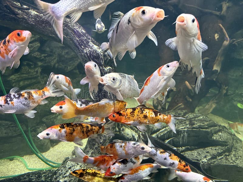 Qué peces son compatibles con los goldfish en un acuario