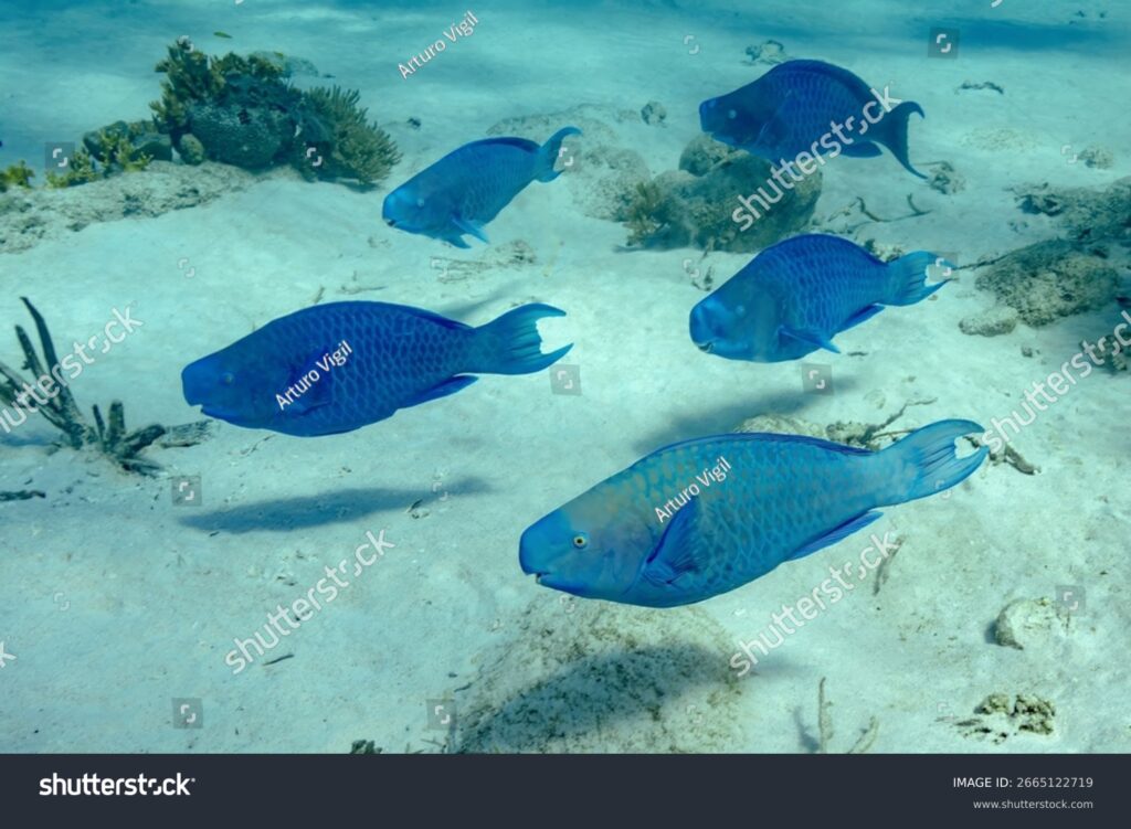 Qué especies de peces marinos tienen el lomo azul