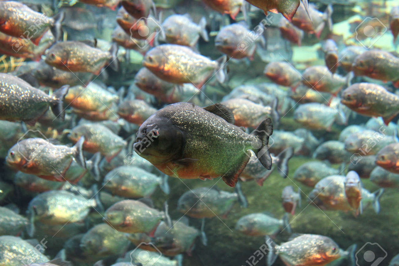 Cómo son las pirañas y qué las hace tan temidas en el agua