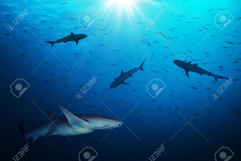 Sabés qué tipo de pez es Dory en Buscando a Nemo